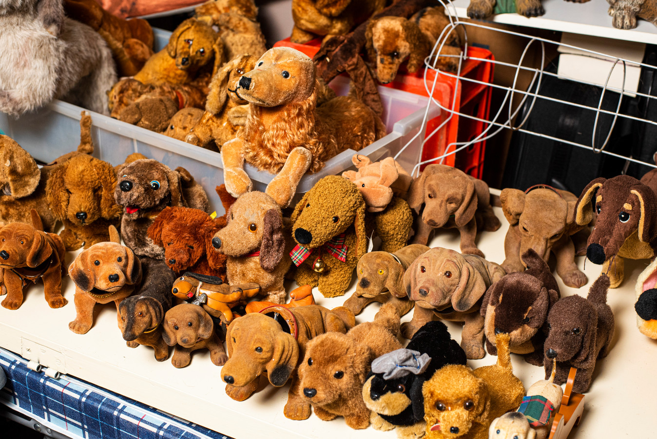 3000 teckels zoeken een nieuw baasje; wie ze wil hebben, kan zich bij ...