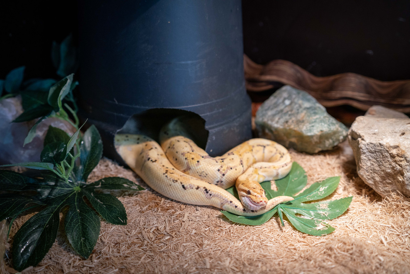 Hyena’s, stokstaartjes, een luiaard, bij Ruben lopen ze allemaal rond ...