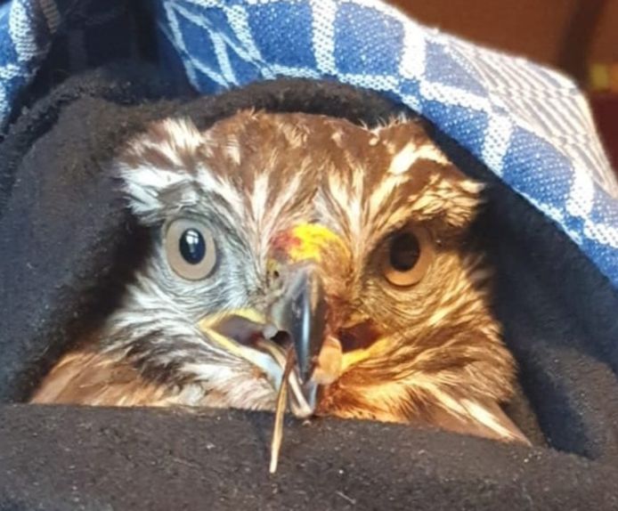 Yvon ontfermt zich over buizerd die kip uit haar tuin pakte: ‘Ik denk ...