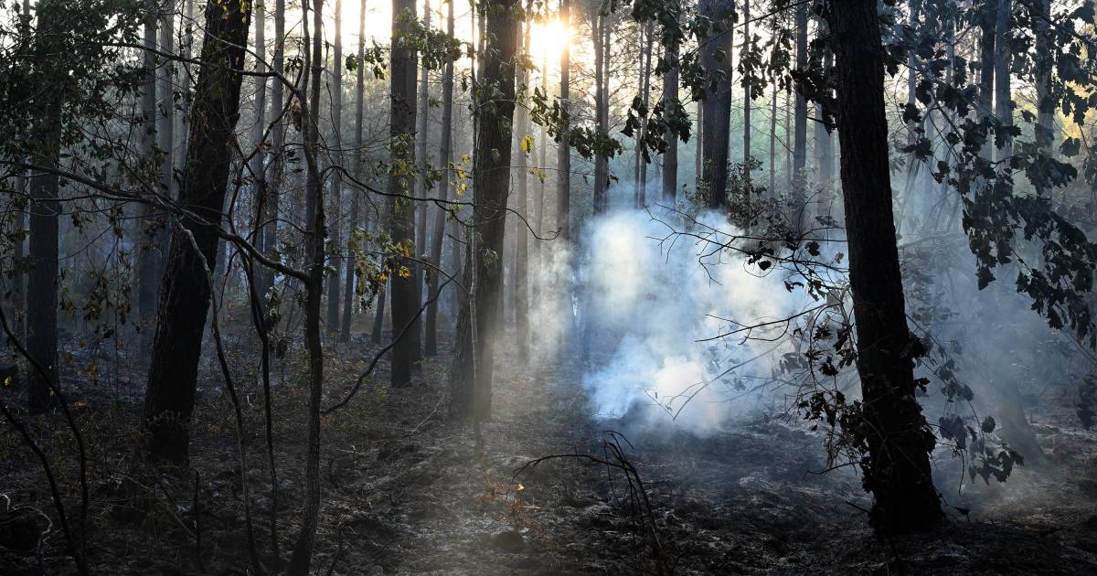 Un important feu de forêt se déclare à Libramont | Belgique | 7sur7.be