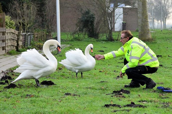 Edwin luidt noodklok over toename van mishandeling zwanen: ‘Ouders, ga ...