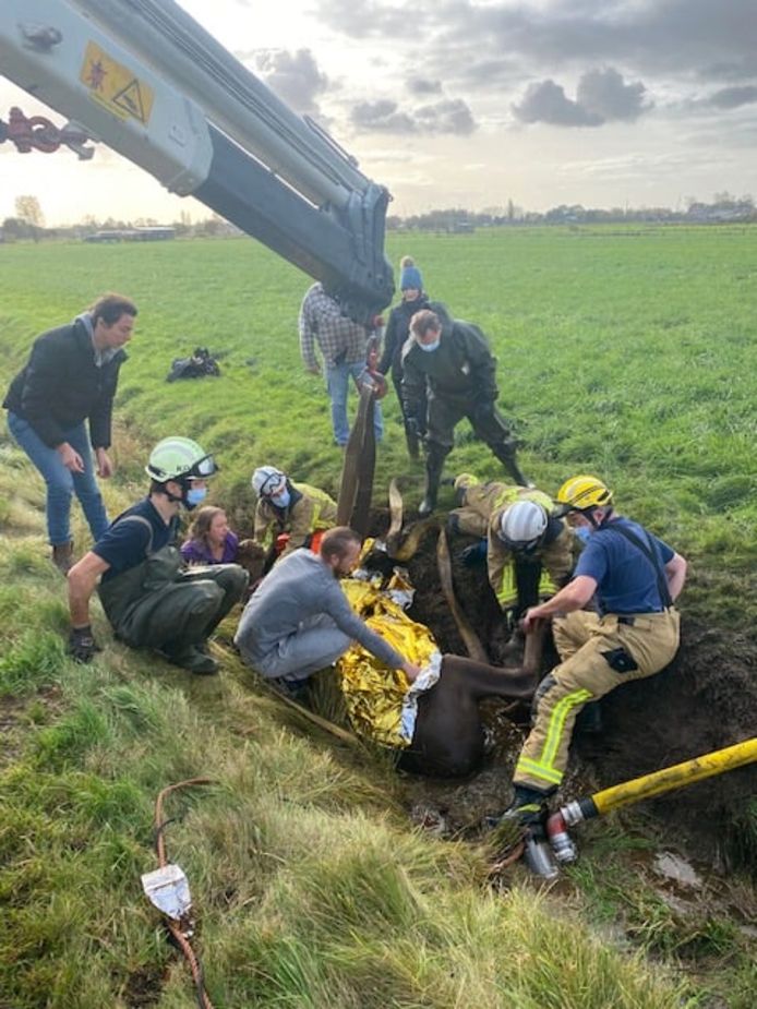 Brandweer redt paard uit gracht | Kapellen | hln.be