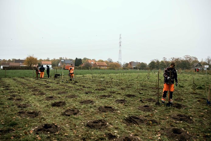 IN BEELD. Kersverse Hasselaartjes planten boom in Geboortebos Tuilt ...