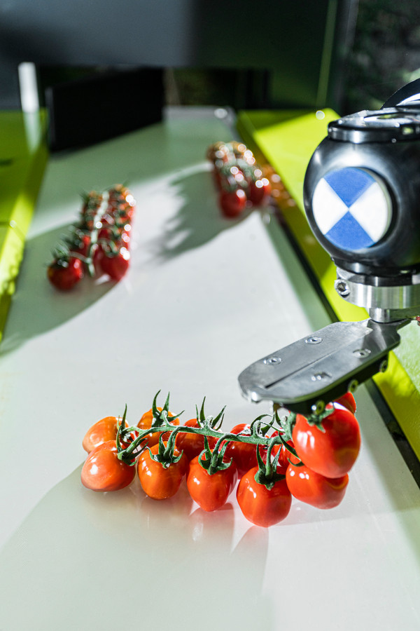 De revolutie van plukrobot in Westlandse kas begonnen: ‘Nog geen sprake ...