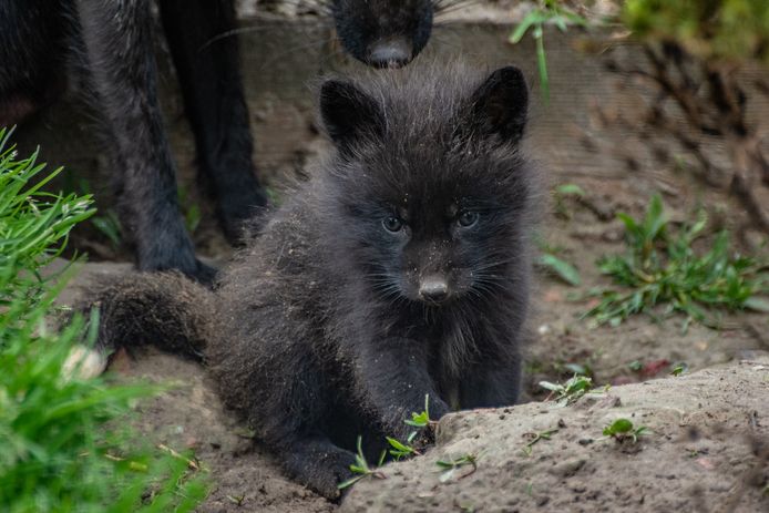 Baby-vosjes en andere jonge dieren geboren bij Faunapark Flakkee, maar ...