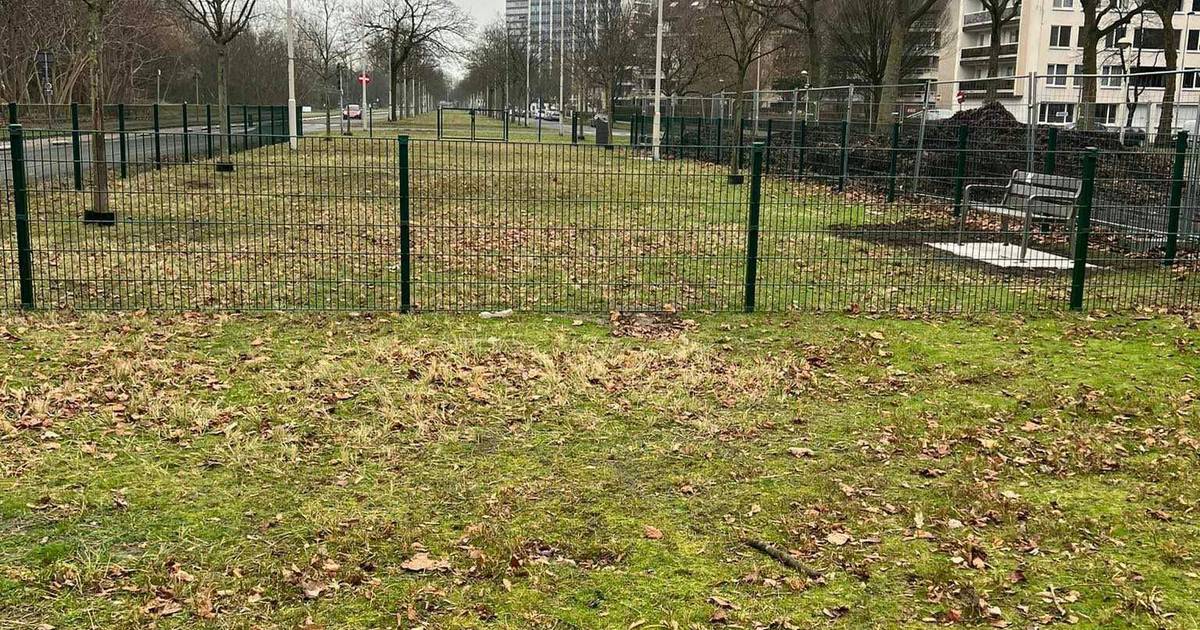 Nieuwe hondenloopzone op Linkeroever | Antwerpen | hln.be