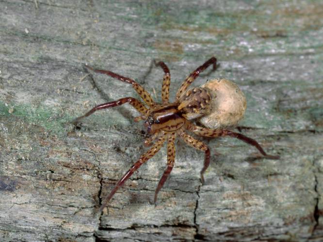Eén van zeldzaamste Belgische spinnensoorten met beet die voelt als ...