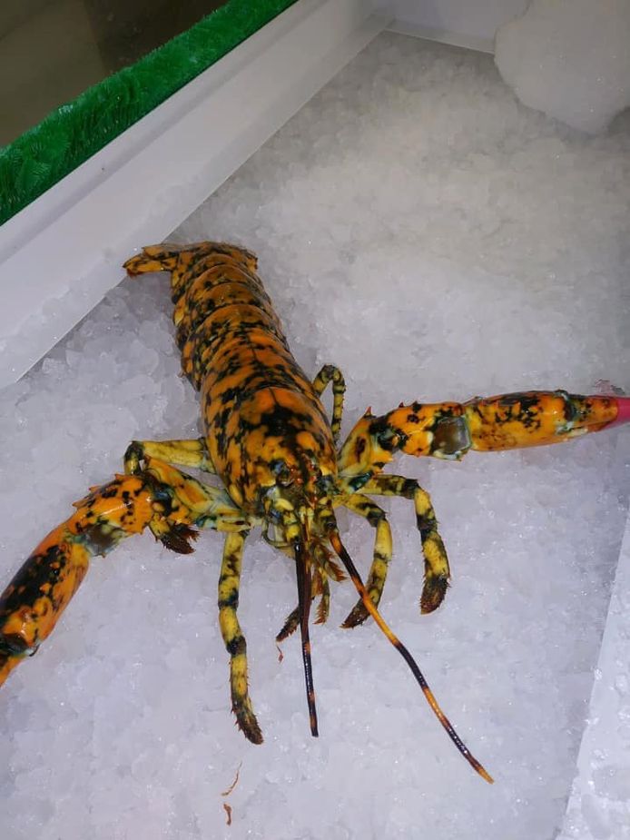 Kans van 1 op 30 miljoen: uiterst zeldzame kleurrijke kreeft wordt van ...