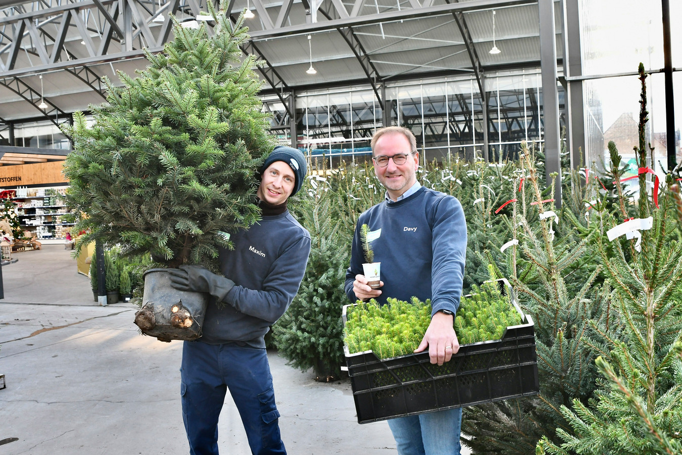 Aveve Roeselare lanceert opmerkelijke actie: koop een kerstboom, krijg ...