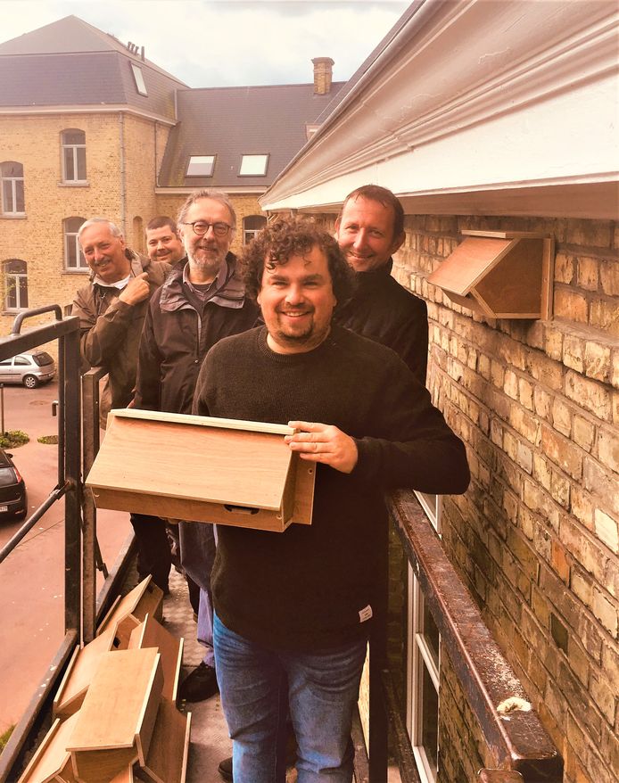 Ieper installeert speciale nestkastjes voor gierzwaluwen | Ieper | hln.be