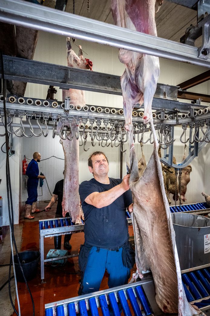 REPORTAGE. Eén van de enige erkende slachtplaatsen voor het Offerfeest ...