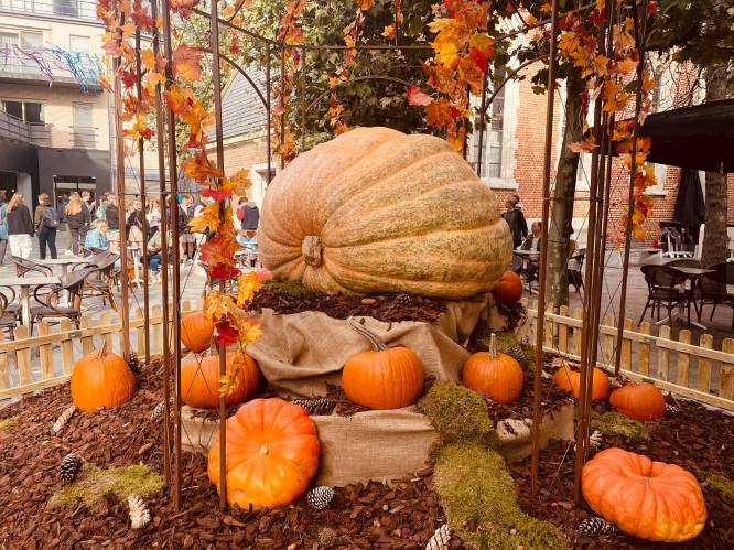 Derde thuiswedstrijd voor Neptunus Aalst Waterpolo: “Niveau aanhouden tegen Calypso Water-Polo ...