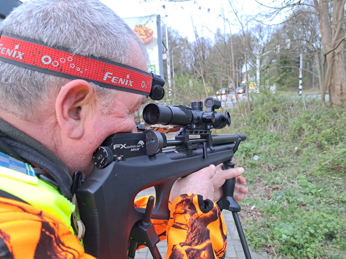 Rattenjager Mike zoekt zijn prooi en schiet: 28 exemplaren leggen deze ...
