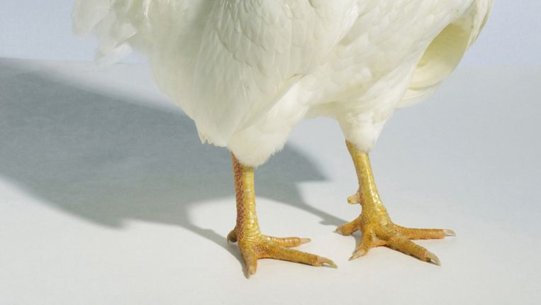 Manke kip krijgt poot uit 3D-printer | De Morgen