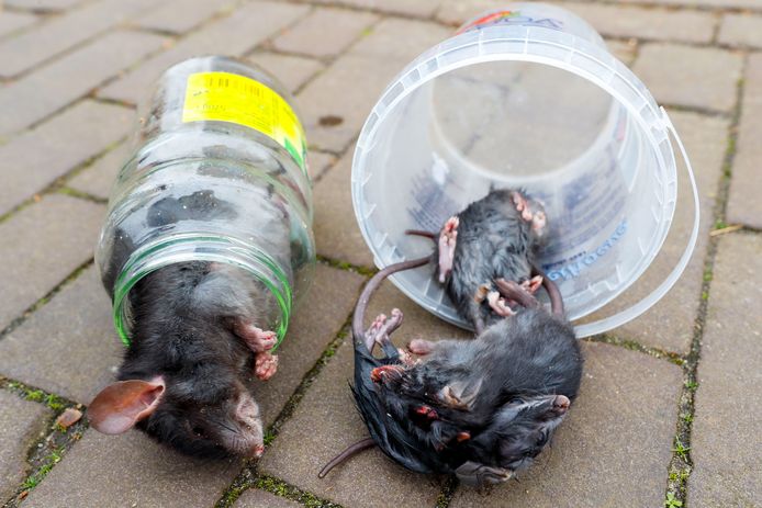 Overlast zwarte ratten in Eindhoven: Acht ratten in 'n week tijd ...