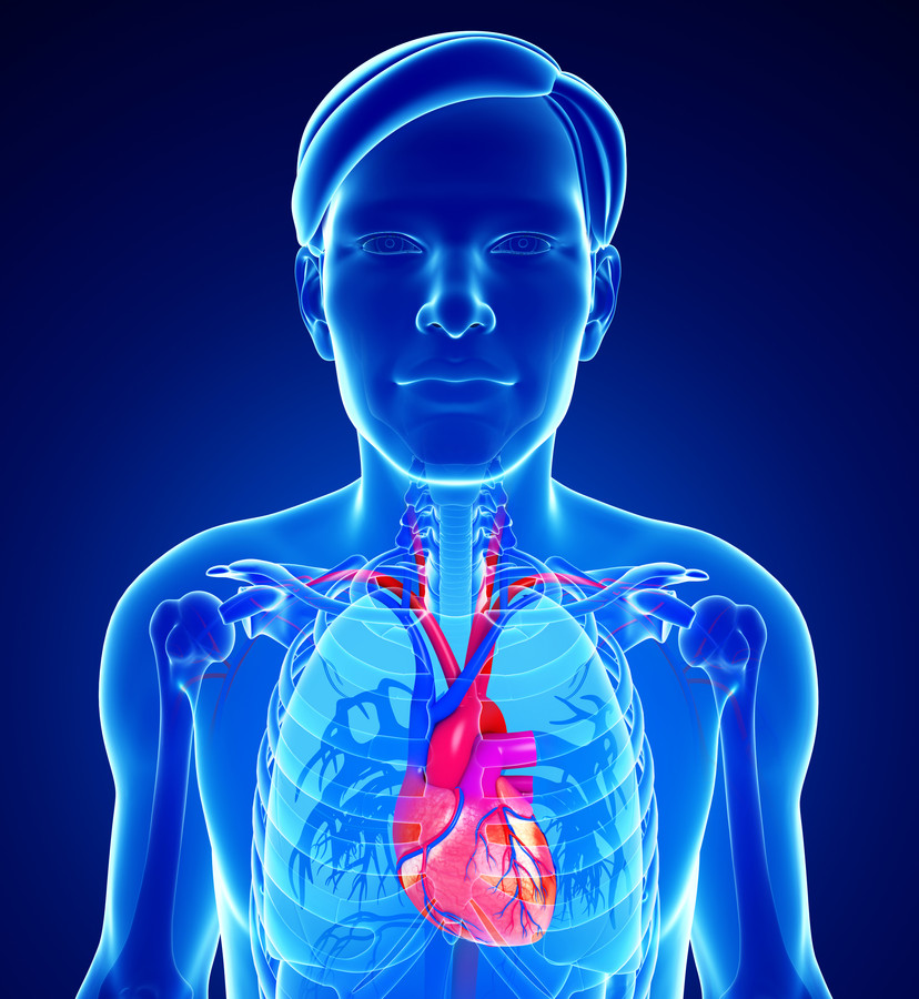 Wereldprimeur voor Antwerpse dienst cardiologie: patiënten met ...