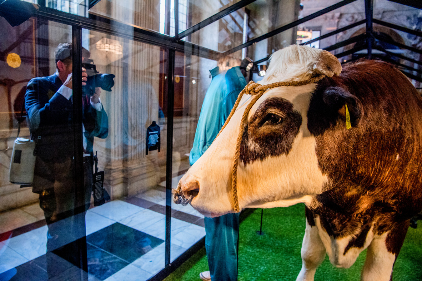 Biotechbedrijf gaat nazaten van wereldberoemde stier Herman (1990-2004 ...