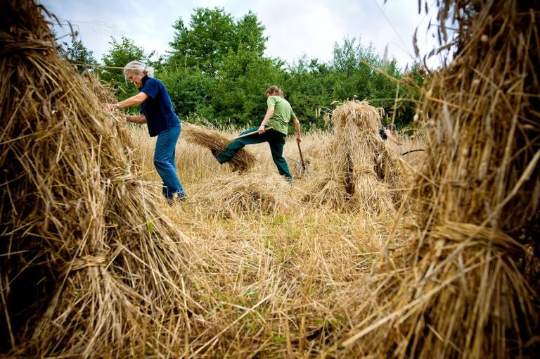 Koren pikken, is graan oogsten zoals vroeger | Foto | bndestem.nl