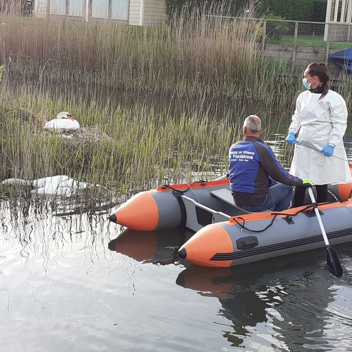 Pril zwanengeluk wordt ruw verstoord; mannetje overlijdt nog voor ...