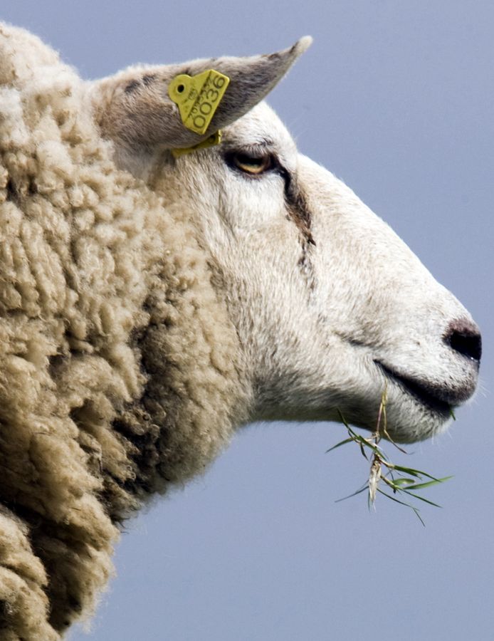 Oldebroeker dumpt dood schaap in container | Oldebroek | destentor.nl