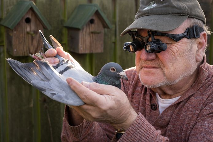 De charme van de duivensport? Bestaat die dan? Nou, vraag het maar eens ...