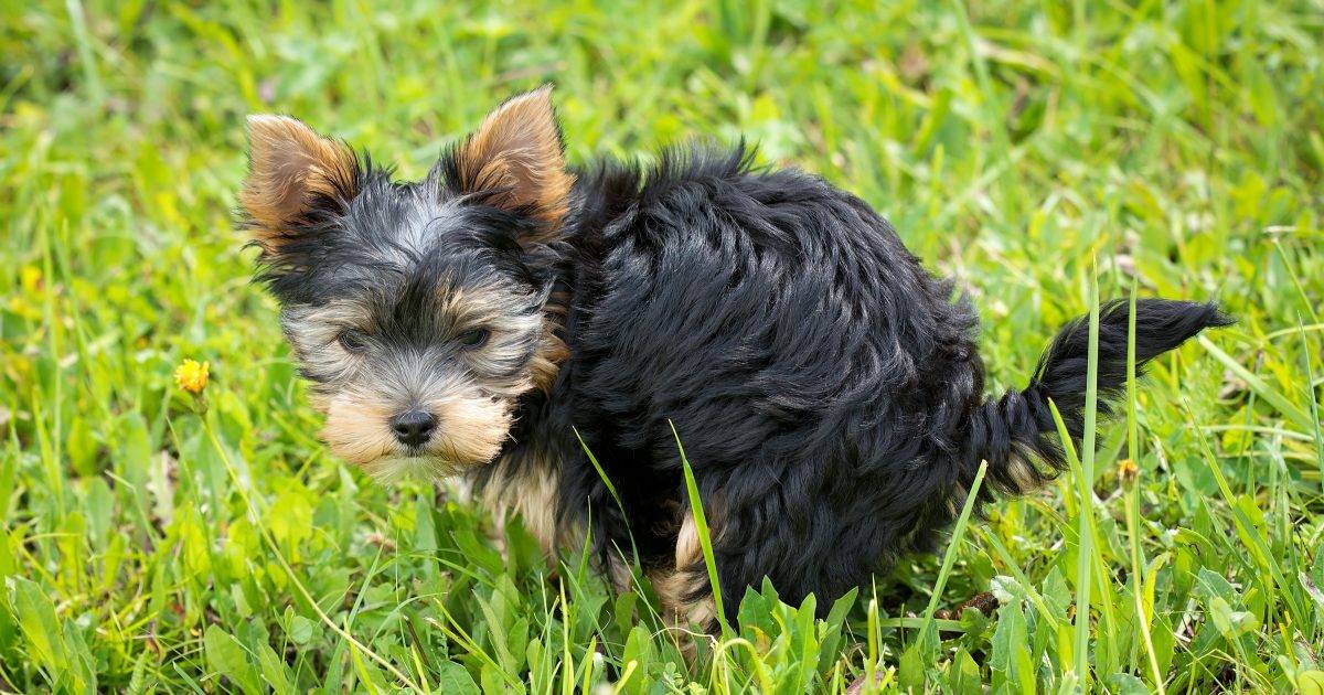Oss pakt poepende hond harder aan | Oss | AD.nl