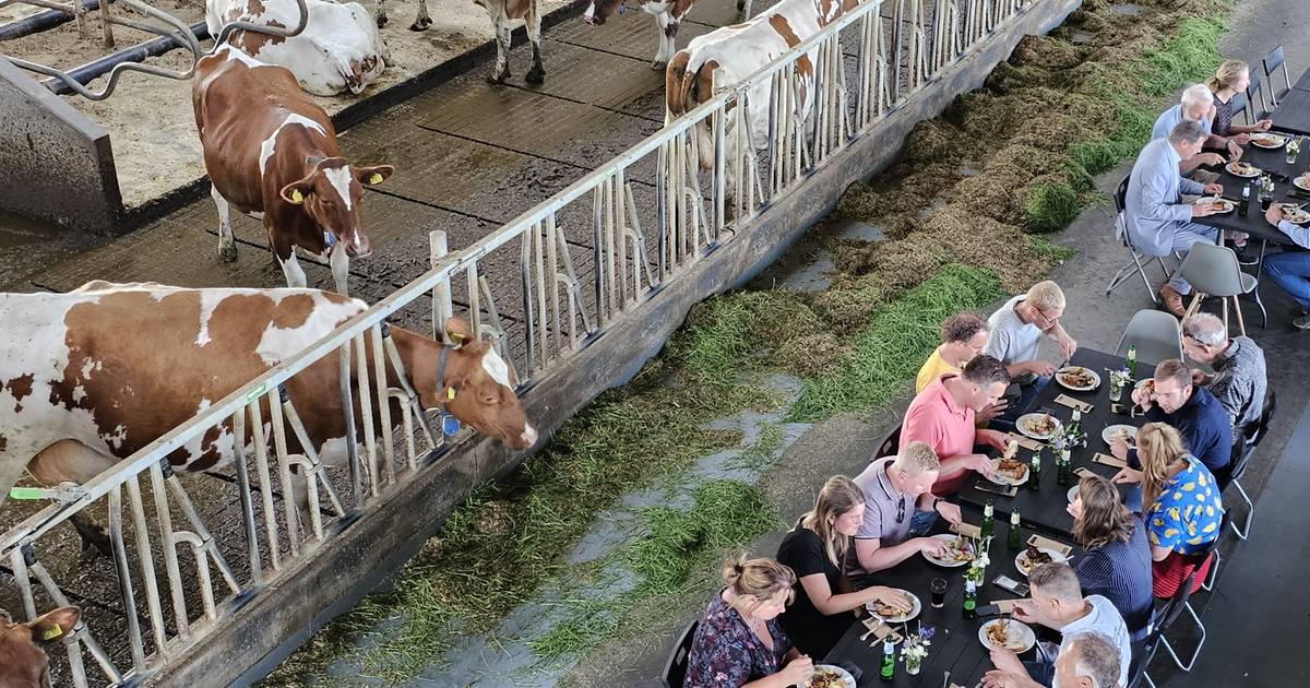 Samen tafelen tussen de koeien in Oxe bij Deventer | Deventer ...