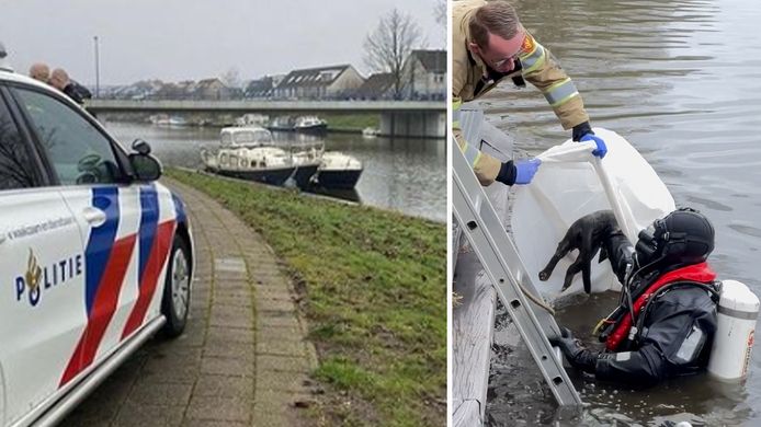 Na twintig katten nu ook dode hond gevist uit kanaal in Lelystad ...
