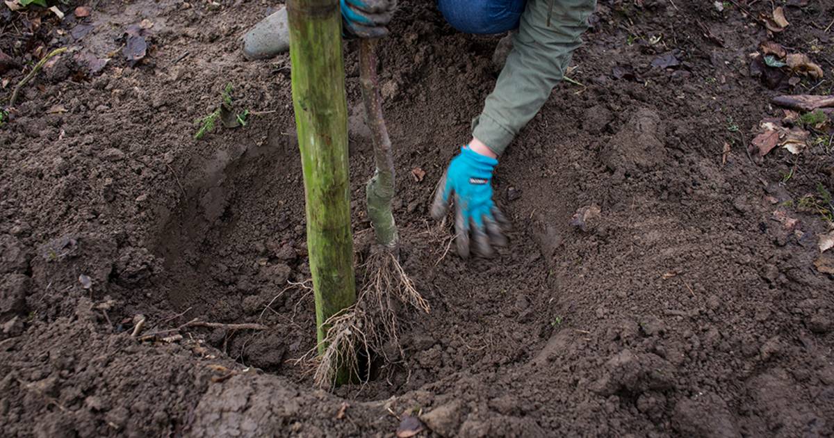 Roeselare wil inwoners aanzetten om hun tuin te behagen via ... Roeselare wil inwoners aanzetten om hun tuin te behagen via ...
