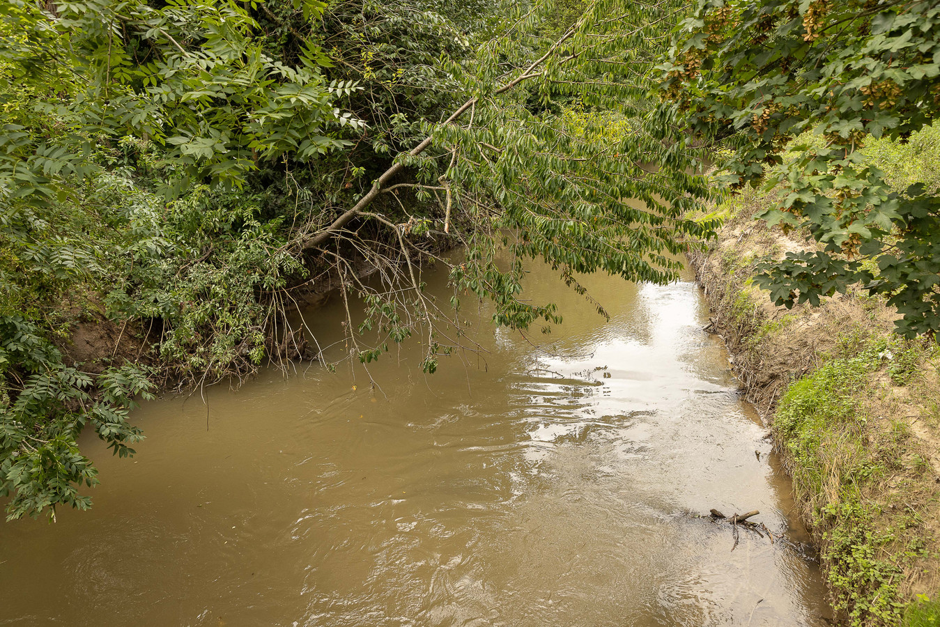 Des actions sont menées pour sauver les poissons du Démer et de la Dyle ...