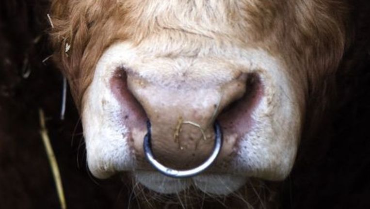 Ontsnapte stier zoekt dekking in wasstraat | De Volkskrant