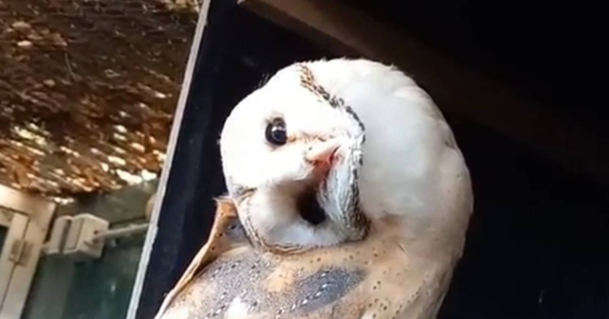 Onfortuinlijke uil met verdraaide nek krijgt fysio- en lasertherapie in ...