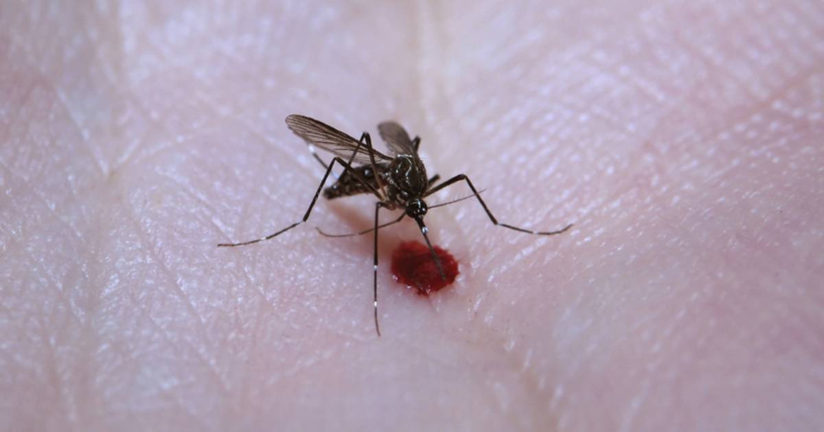 Malariamug gaat af op zweetvoeten | Gezond | AD.nl