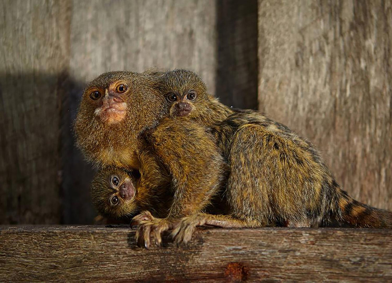 Vol de singes miniatures dans un zoo australien | Foto | 7sur7.be