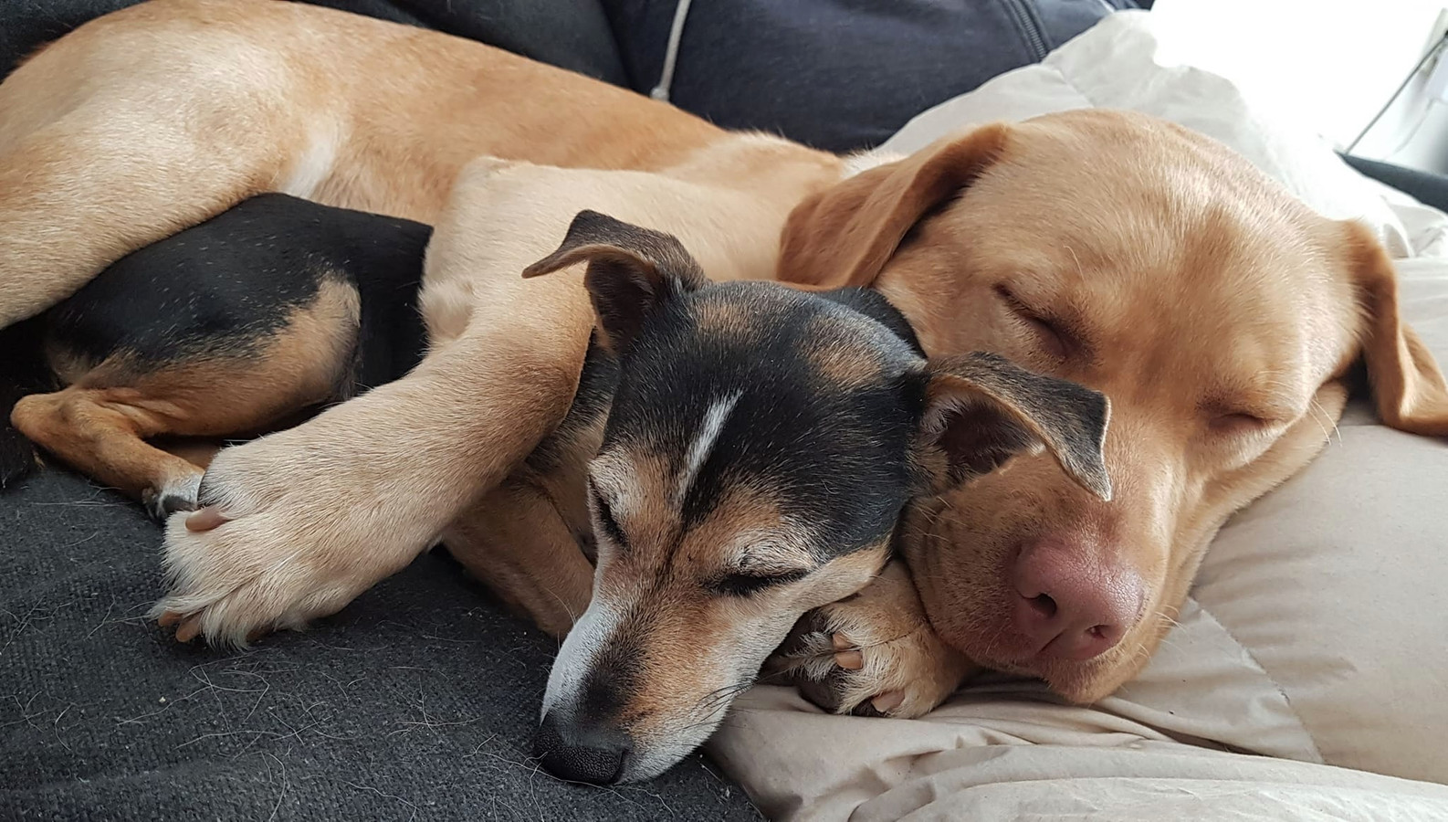 Hond Ruby na acht dagen teruggevonden in het water: ‘Laat me wakker ...