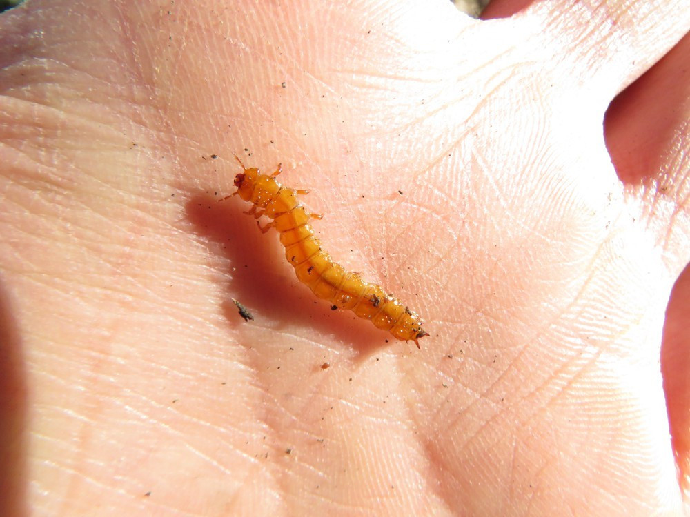 Larven van zeldzame vermiljoenkever ontdekt in stadsbos | Foto | hln.be