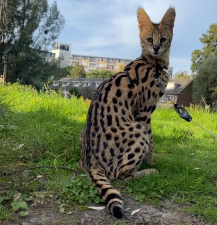 Ontsnapte tijgerkat is weer terecht, maar wel met flinke verwondingen ...