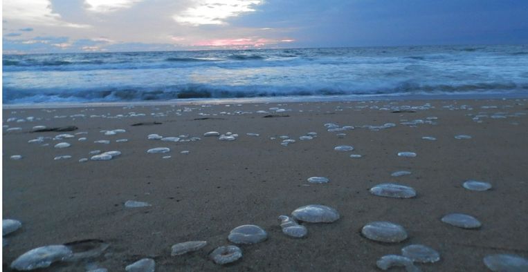 Duik in de zee? Er worden op déze plekken veel kwallen verwacht