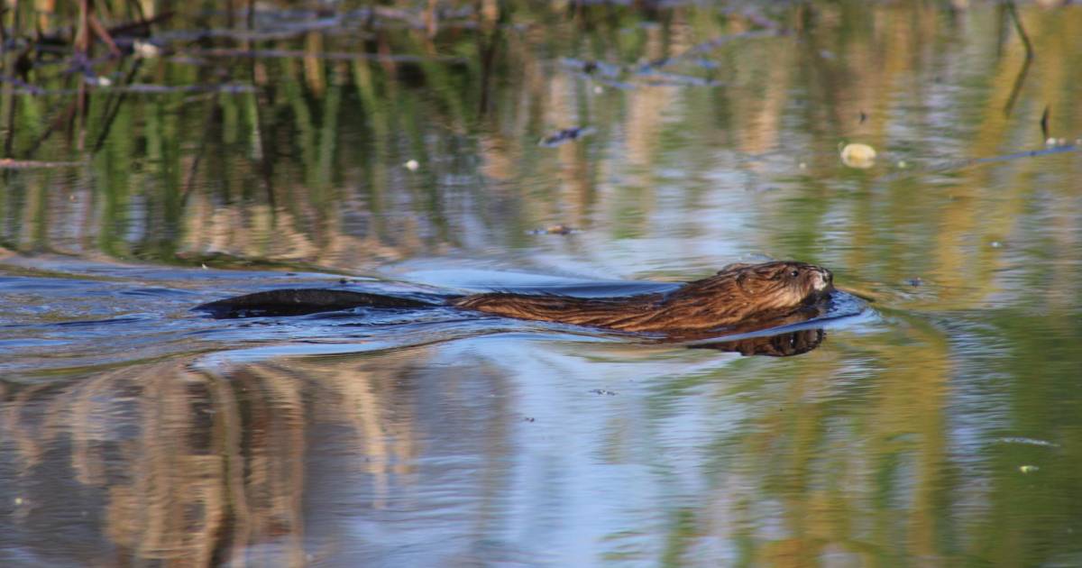Waarom de bever in Gelderland wordt afgeschoten, maar in Overijssel ...