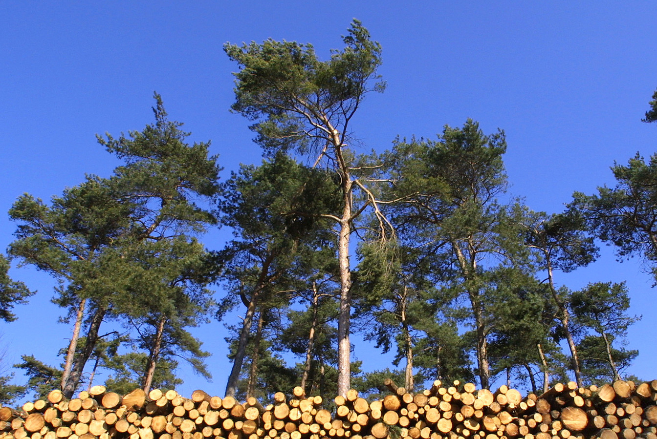 Boswachter Natuurmonumenten: Naaldbomen | Foto | bndestem.nl