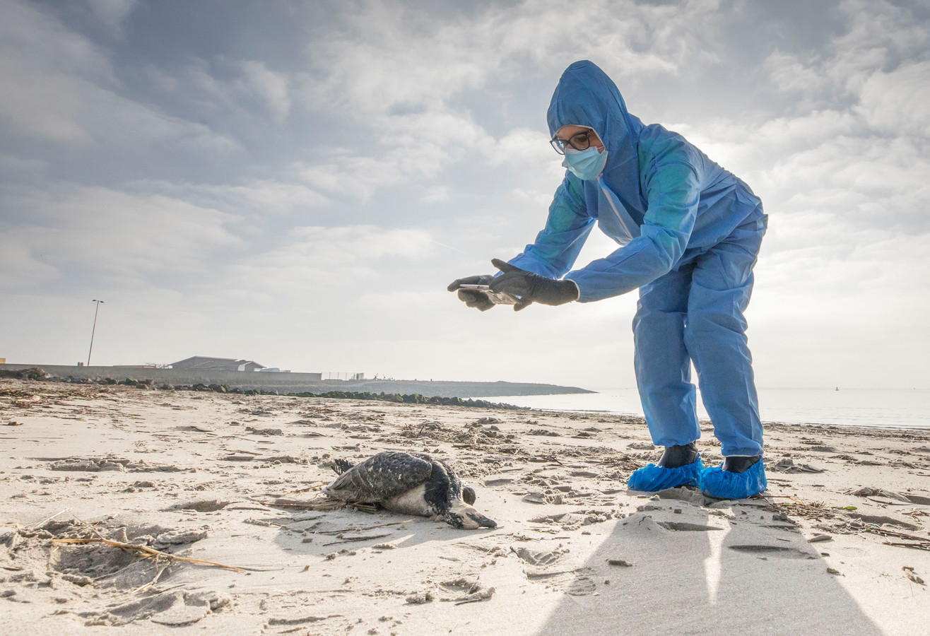 Vogelgriep sloeg ongenadig hard toe in 2022: ‘Fysiek en psychisch was ...
