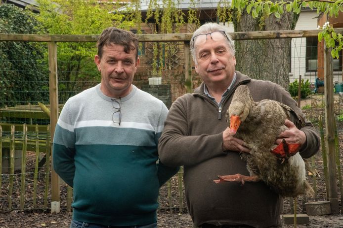 Hans de gans, Jefke de haan en Theo de kalkoen mogen blijven van de rechter: “Meteen 1.000 euro ...