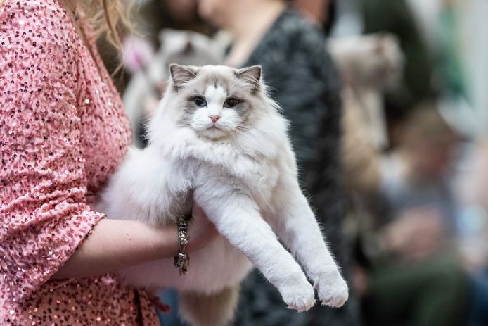 Kattenliefhebbers opgelet: 350 mooiste katten komen voor keuring naar ...