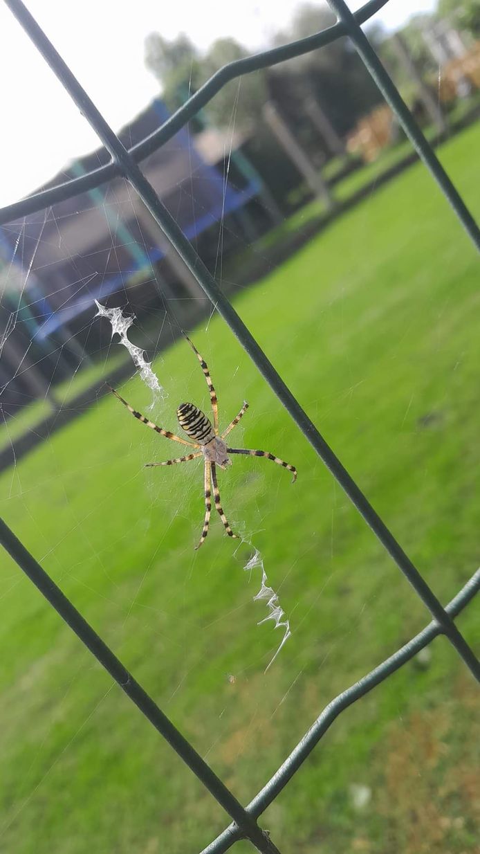 Wespenspin gespot in Erembodegem | Aalst | hln.be