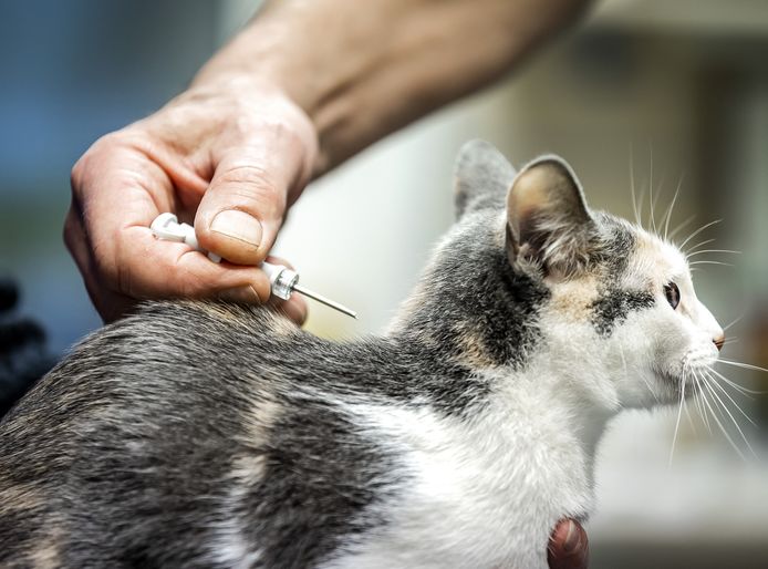 Adviezen voor diervriendelijker Overbetuwe: Alle katten verplicht een ...
