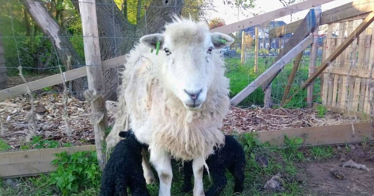 Schaap dood omdat iemand keer op keer schrikdraad uitzet | Zoetermeer ...