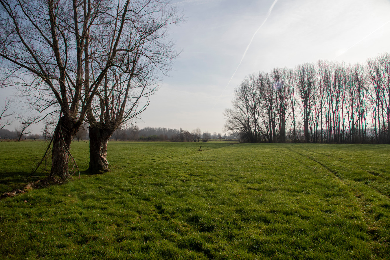 Wetteren gaat 6.000 nieuwe bomen planten op 3,7 hectare groot perceel ...