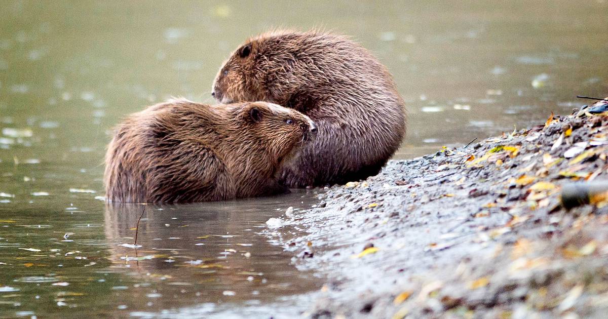 Te veel of ben ik een oude zeur | Mijndg | gelderlander.nl