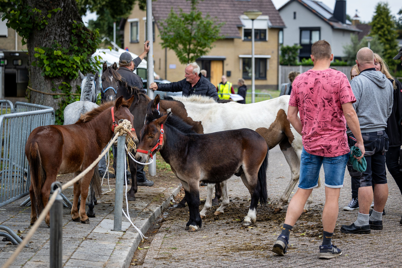 Goed weer voor de drukbezochte paarden- en ponymarkt in Enter: bekijk ...