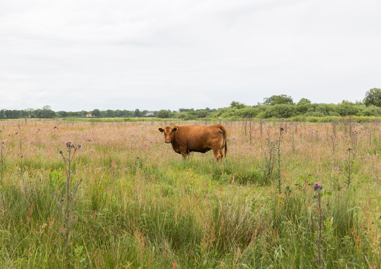De veranderende wereld van de Nederlandse koe | De Volkskrant